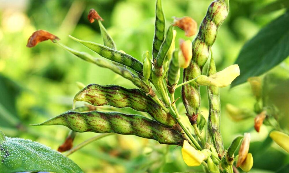 Arhar Cultivation Guide – To Generate Profitable Income - VANITY STARDOM